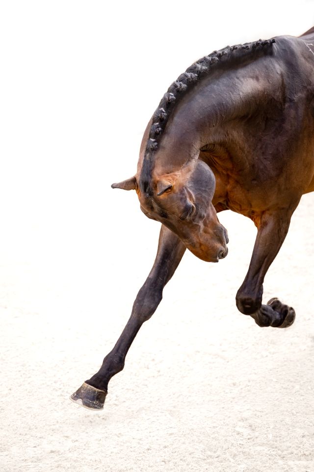 Discover the exclusive stallions of Zangersheide | Studfarm Zangersheide